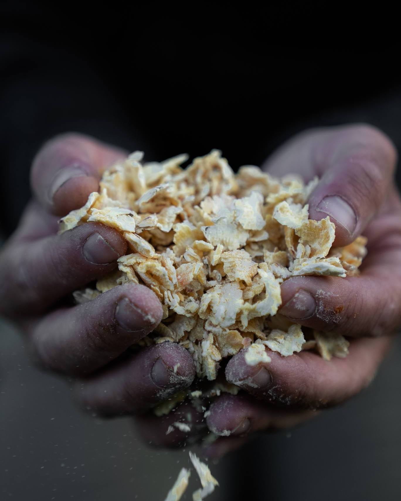 Carp Crunch Flaked Maize – Total Fishing